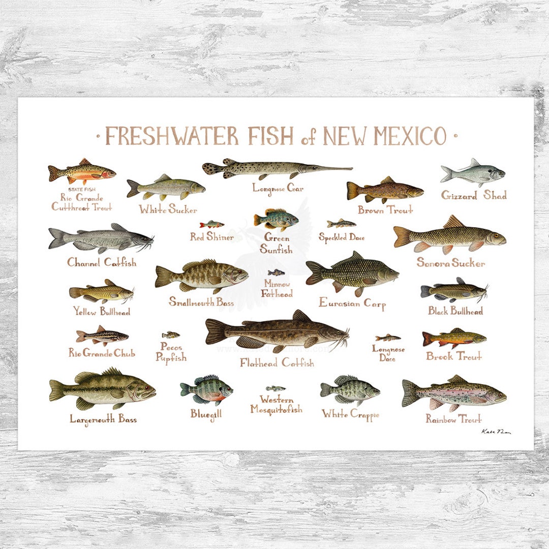New Mexico Freshwater Fish Field Guide Art Print / Fish Nature Study ...