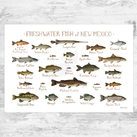 New Mexico Freshwater Fish Field Guide Art Print / Fish Nature - Etsy
