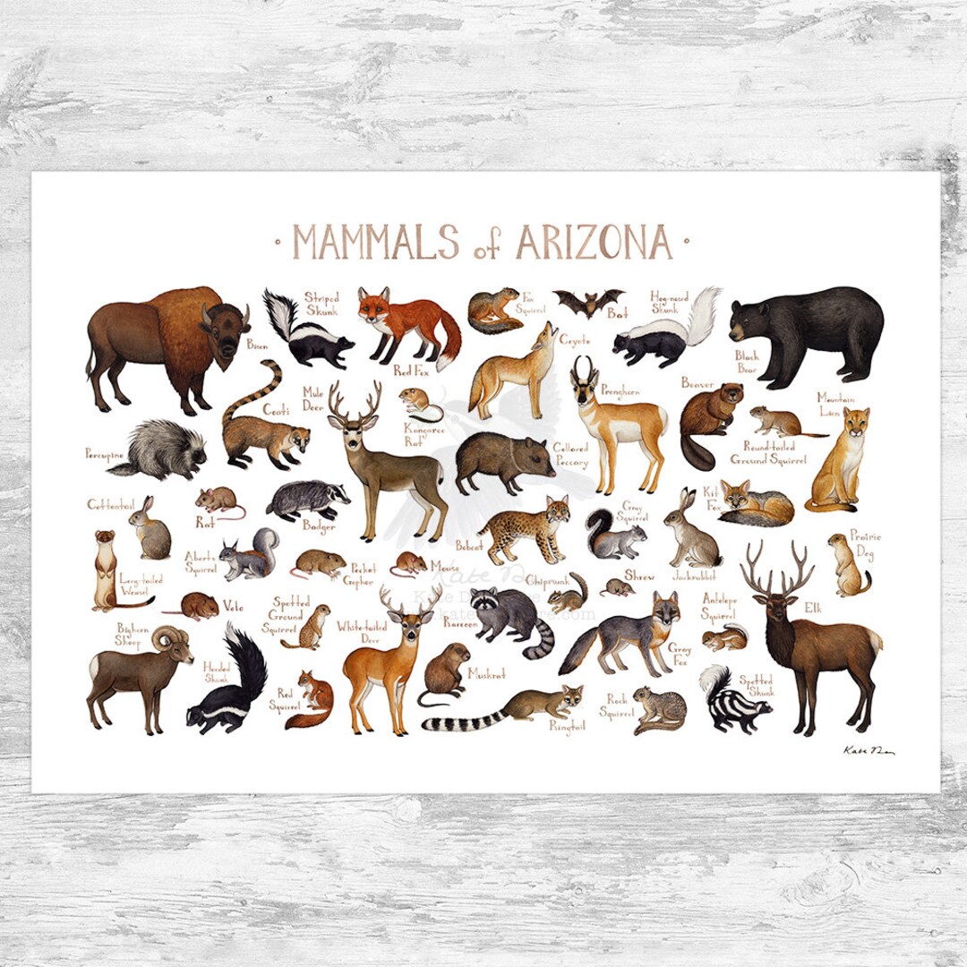Arizona Mammals Field Guide Art Print / Animals of Arizona / Watercolor ...