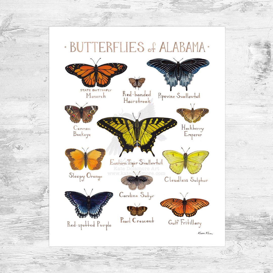 Alabama Butterflies Field Guide Art Print Mini 8x10 - Etsy