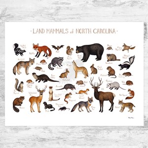 North Carolina Land Mammals Field Guide Art Print / Animals of North ...