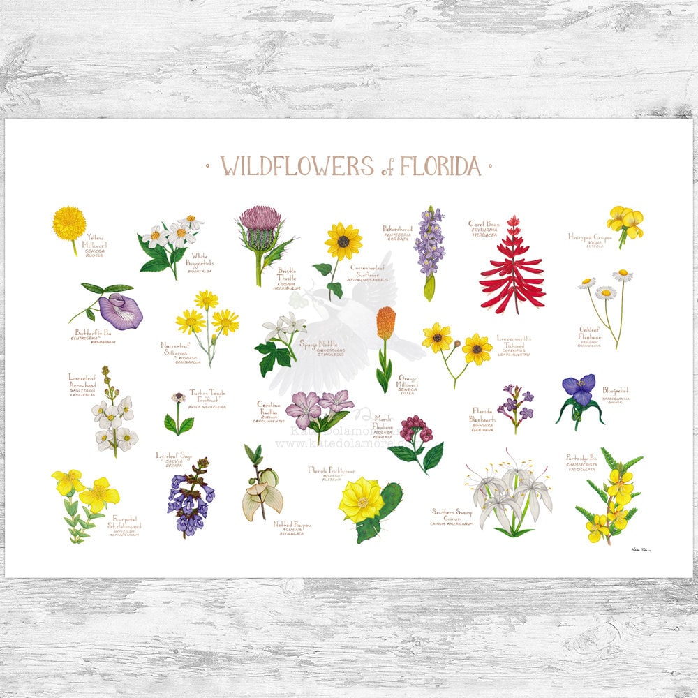 Florida Wildflowers Field Guide Art Print / Common Flowers of Florida ...