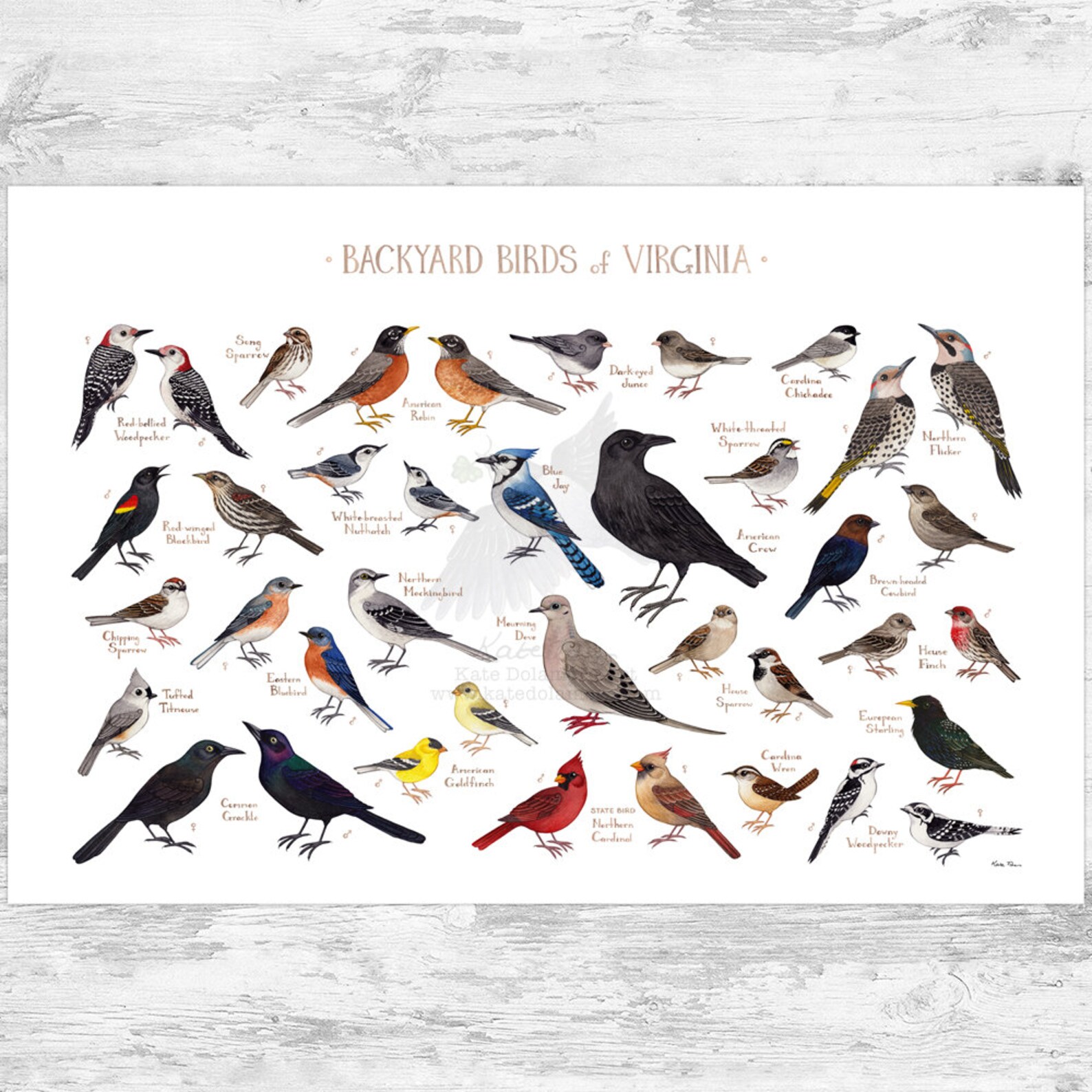 Virginia Backyard Birds Field Guide Art Print / Watercolor - Etsy