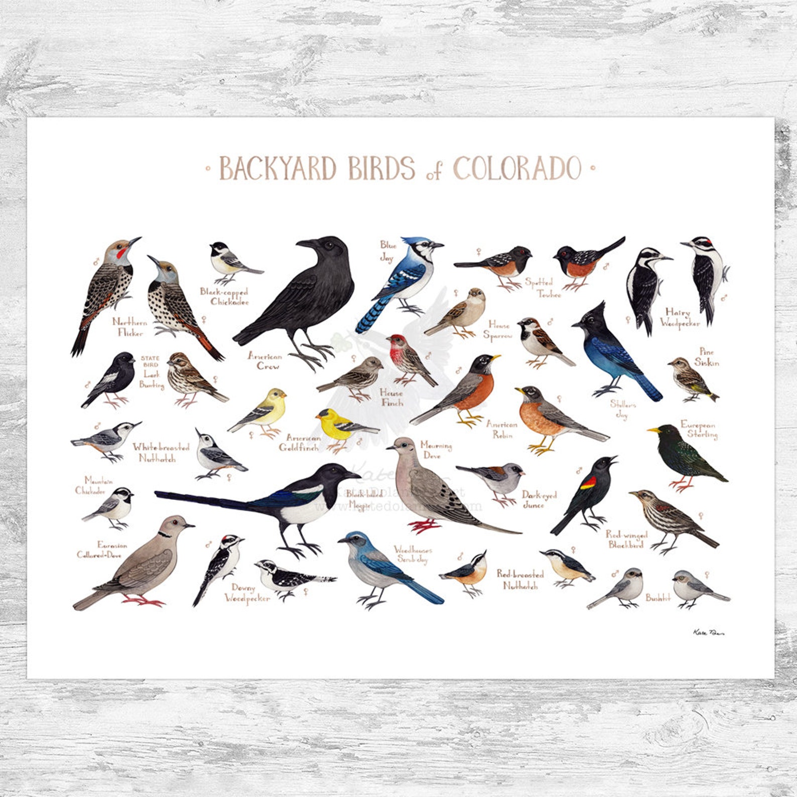 Colorado Backyard Birds Field Guide Art Print / Watercolor - Etsy