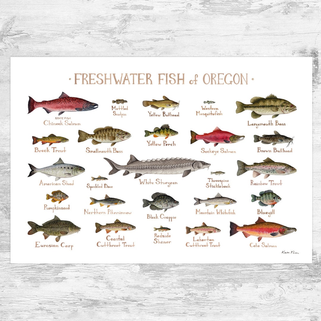 Oregon Freshwater Fish Field Guide Art Print / Fish Nature Study Poster ...