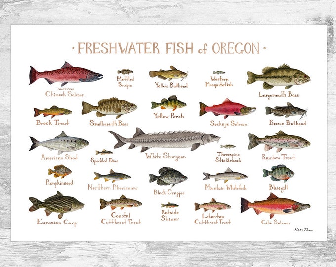 Oregon Freshwater Fish Field Guide Art Print / Fish Nature - Etsy