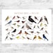 Minnesota Backyard Birds Field Guide Art Print / Watercolor Painting ...