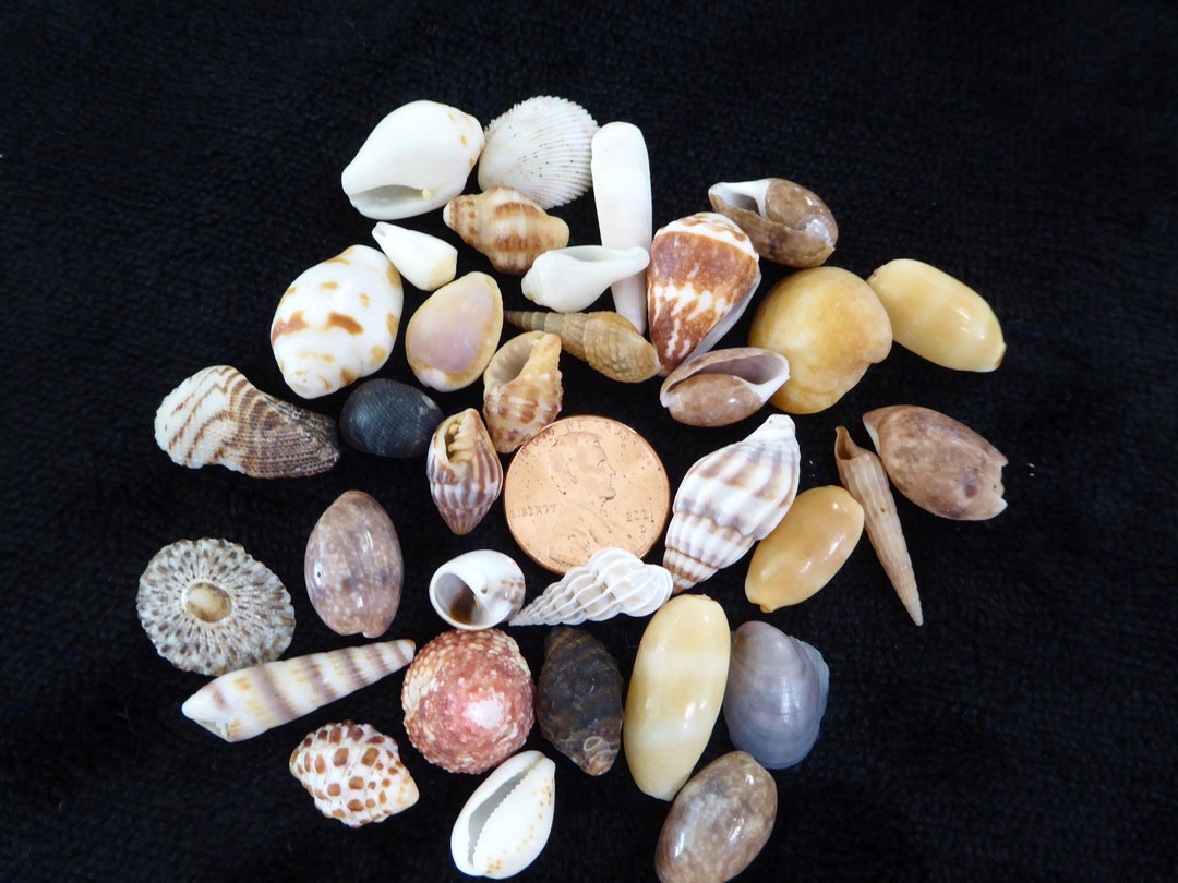 1oz Very Small Hawaiian Shells, Seashells From Hawaii, South Seas ...