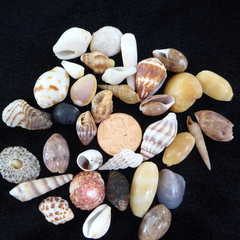 Shells From Hawaii - Etsy