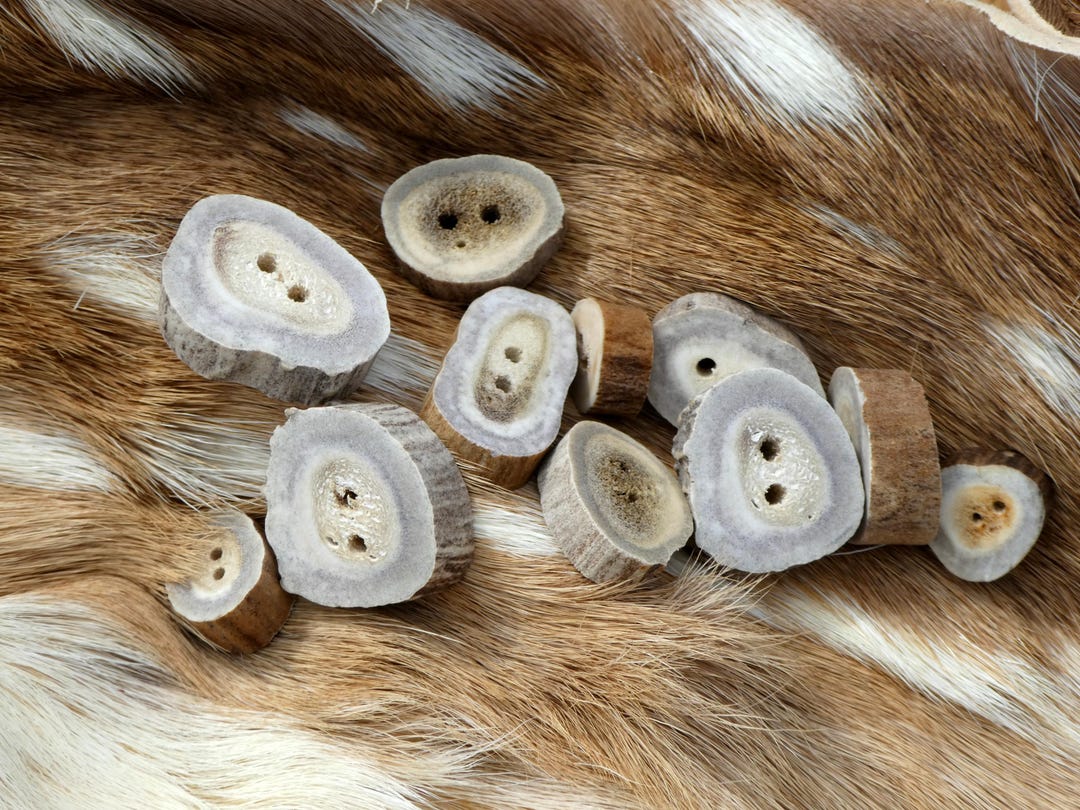 Deer Antler Buttons: Naturally Shed White Tail, Primitive 2-hole Set - Etsy