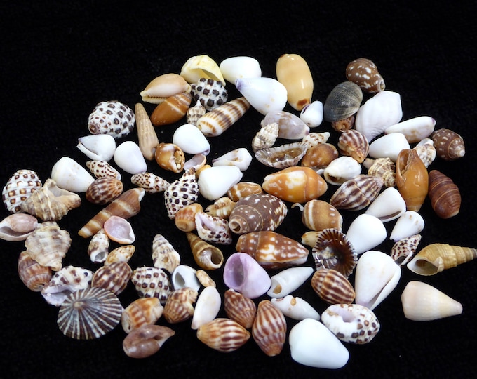 1oz Tiny Hawaiian Shells Gathered Long Ago, Seashells From Hawaii ...