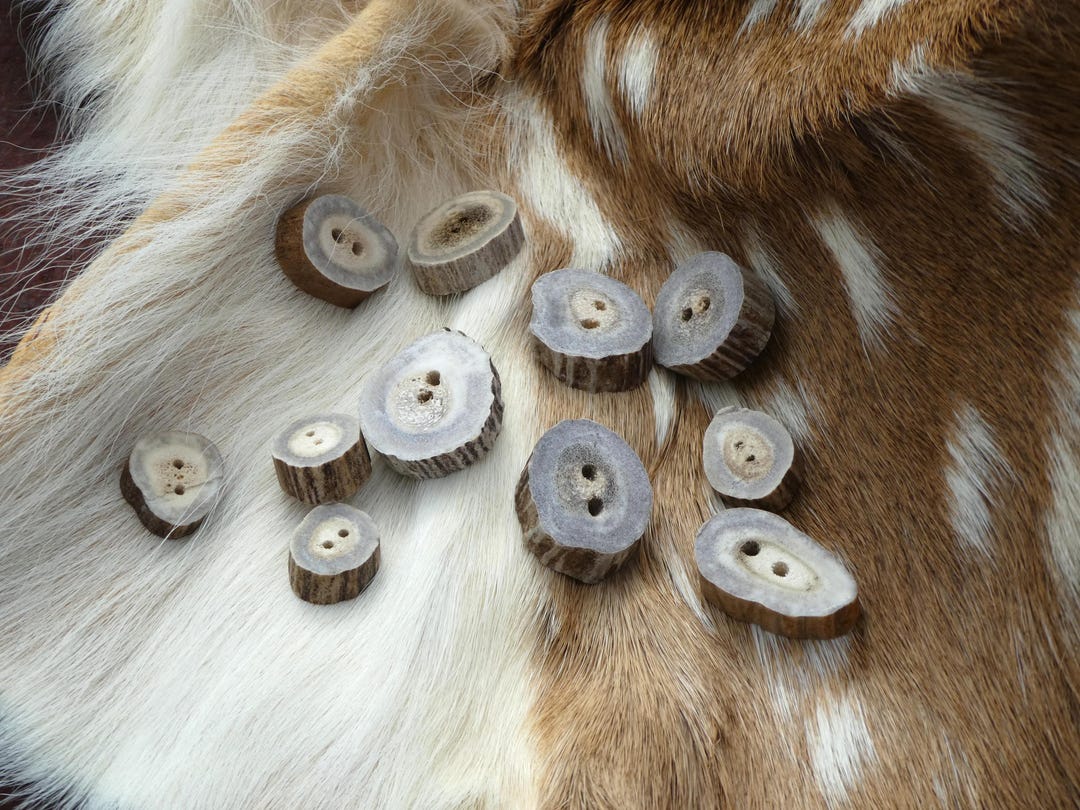 11 Deer Buttons White Tail Antler Buttons, Buttons From Naturally Shed ...