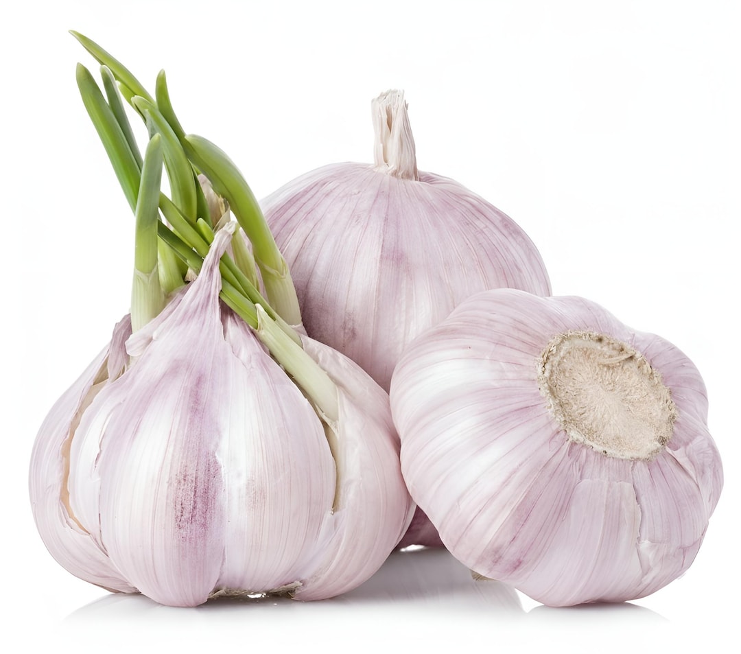 California Early Softneck Garlic – 2026 Heirloom Seed for Fall Planting ...