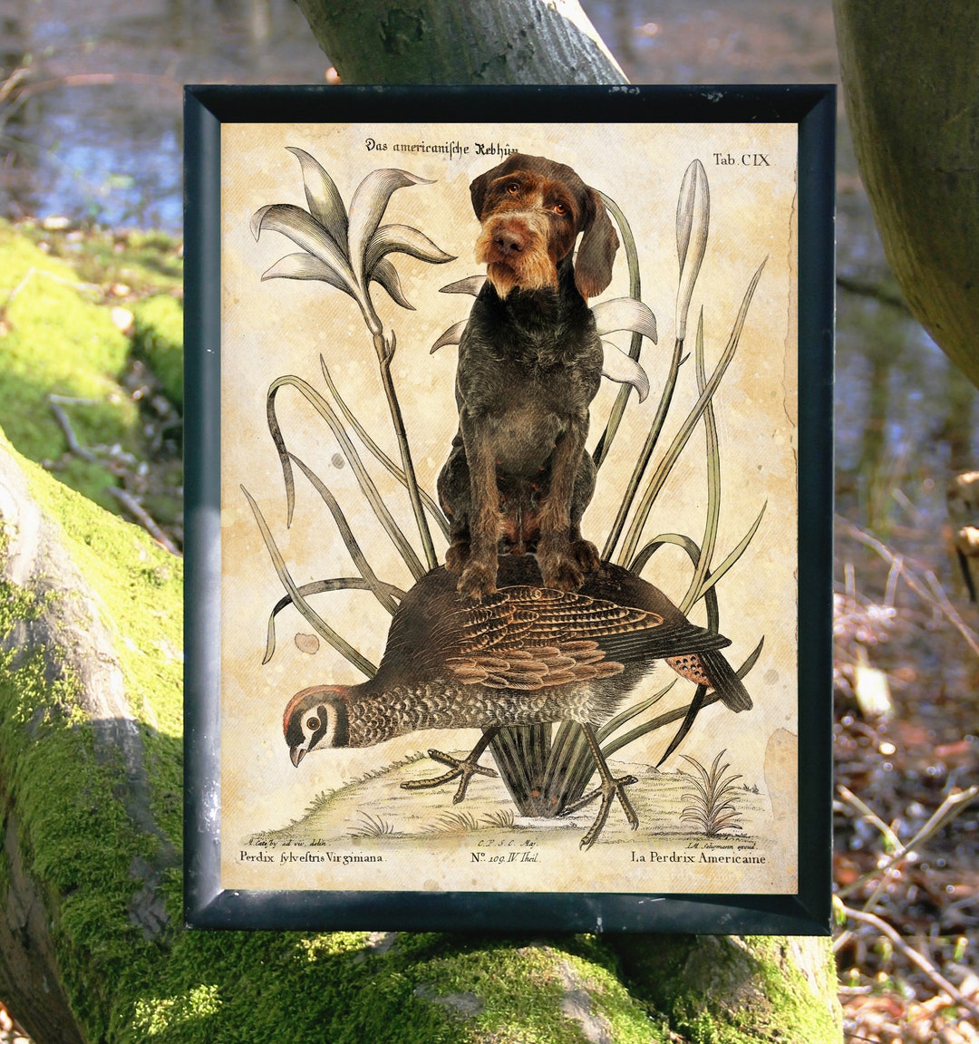 German Wirehaired Pointer on Partridge Canvas Print - Dog Lover Gifts ...