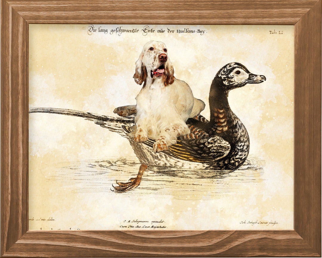 English Setter Riding Duck Vintage Art Print: Dog Lover Gift - Etsy