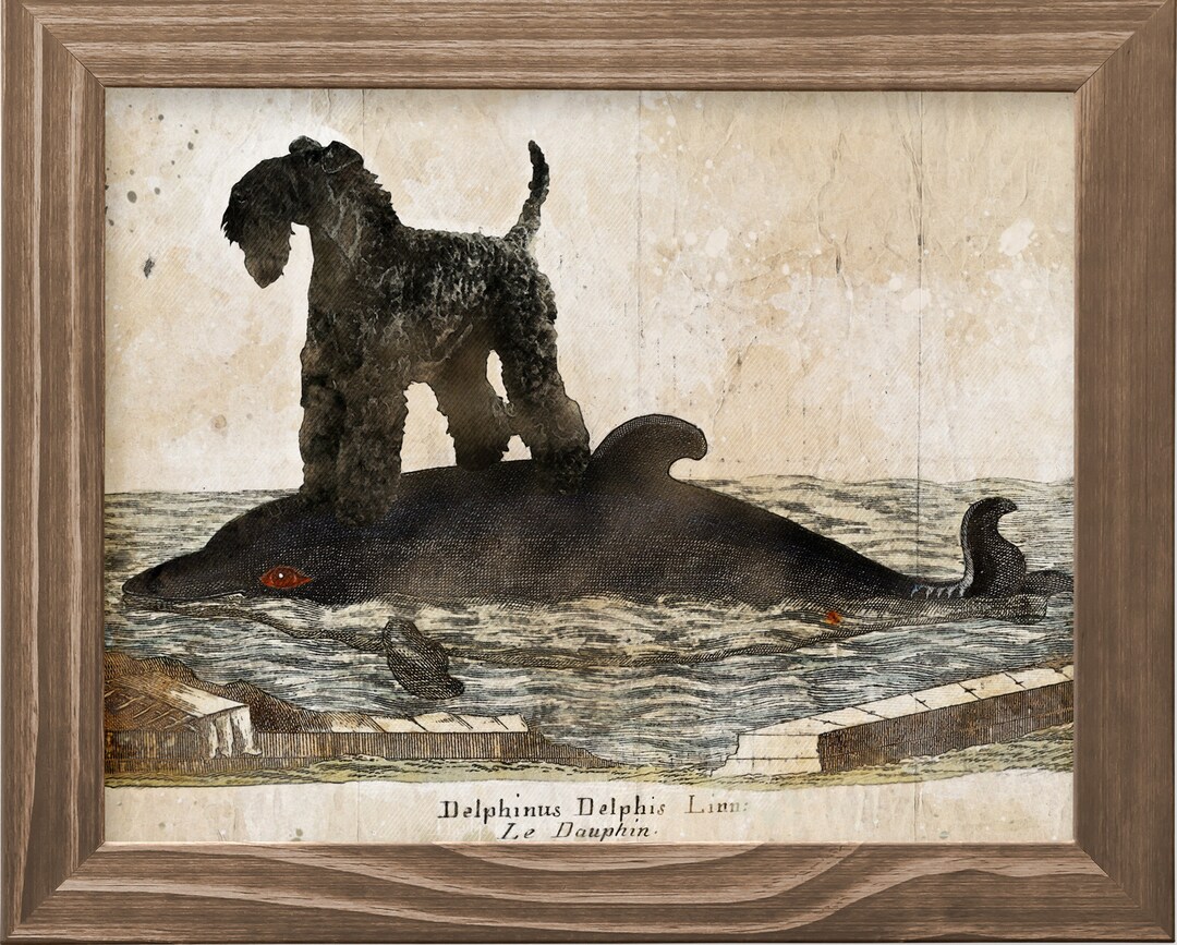 Kerry Blue Terrier Dog Riding Dolphin Art Vintage Print Ad CANVAS Print ...