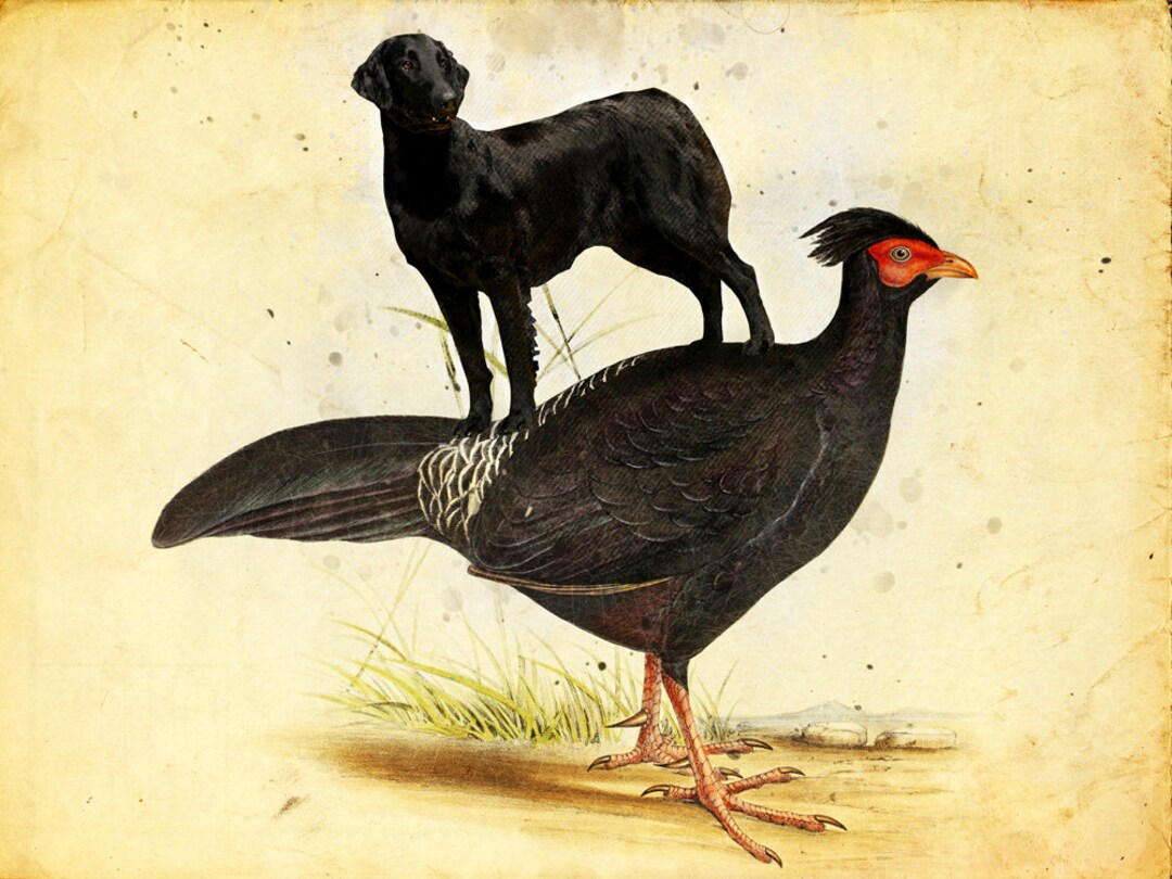 Flat-coated Retriever Riding Pheasant Art Print Gifts Fine - Etsy