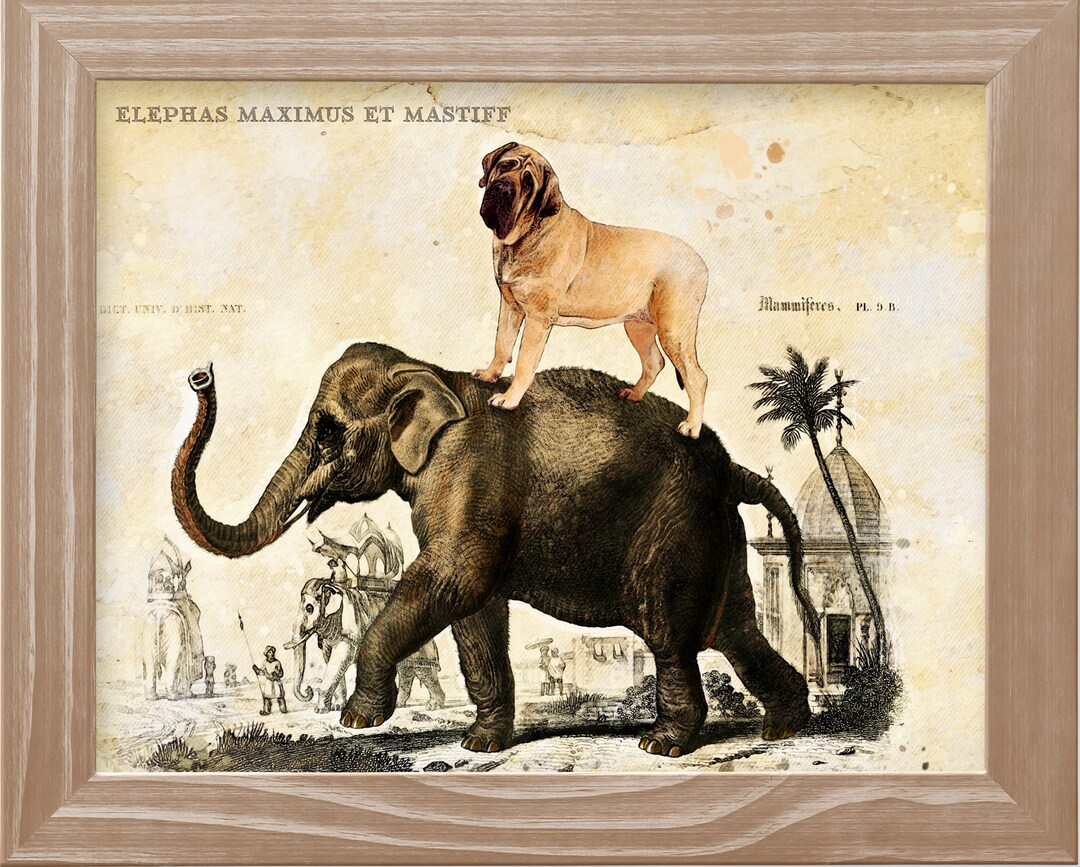 English Mastiff Elephant Riding Vintage Print Canvas Fine - Etsy