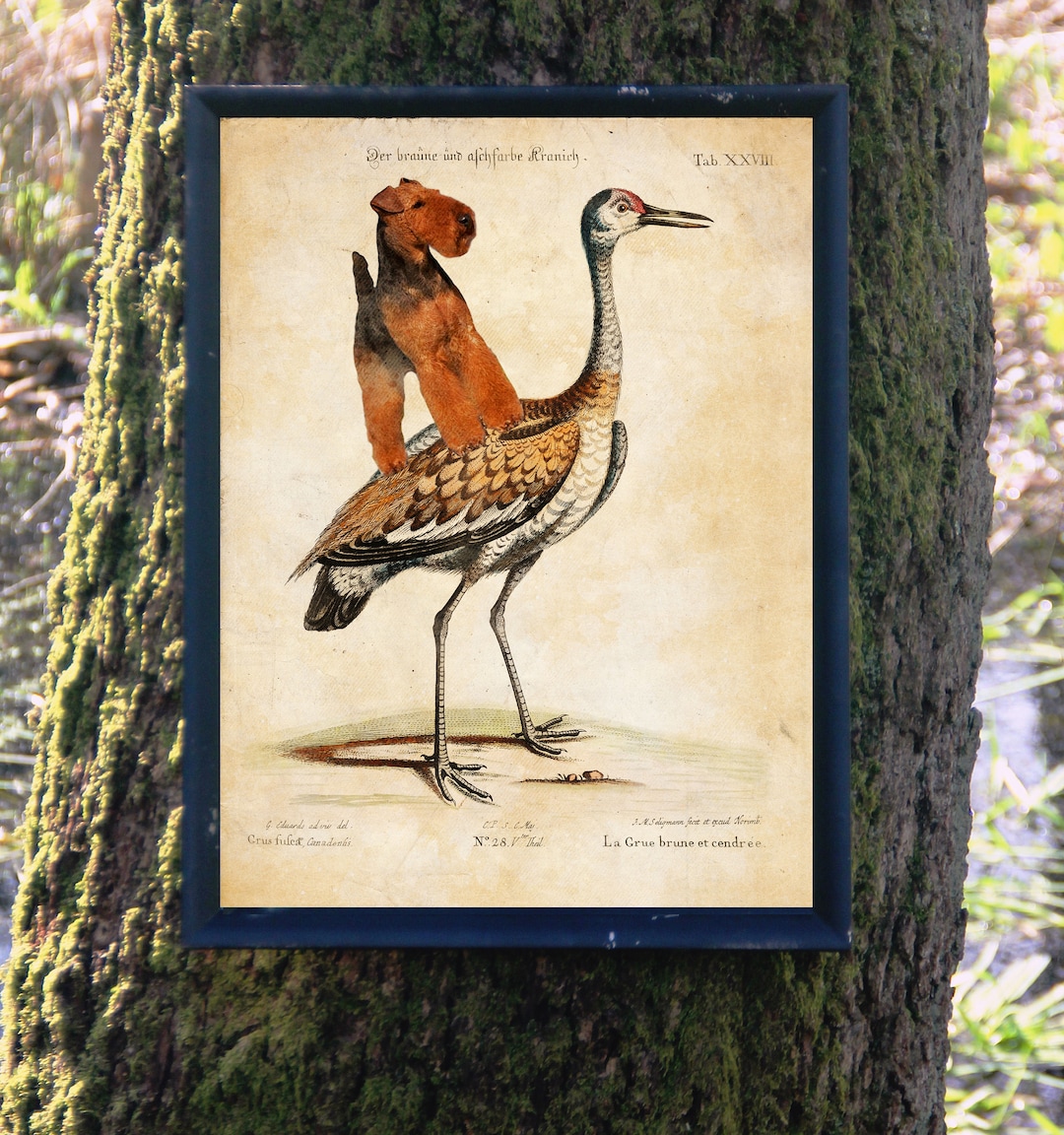 Welsh Terrier Welshie Dog Riding Sandhill Crane Art Vintage Print Ad ...