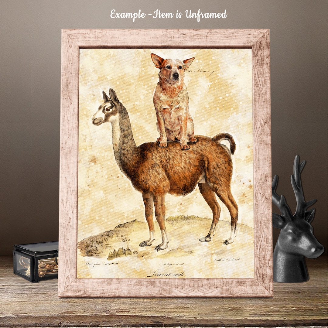 Red Heeler and Llama Dog Art Print - Australian Cattle Dog Gift From ...