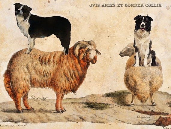 Schapen Hond