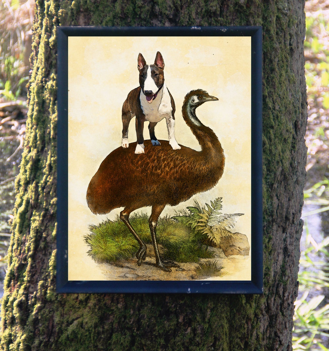 Bull Terrier Dog Riding Emu Vintage Canvas Print - Personalized Dog Mom ...