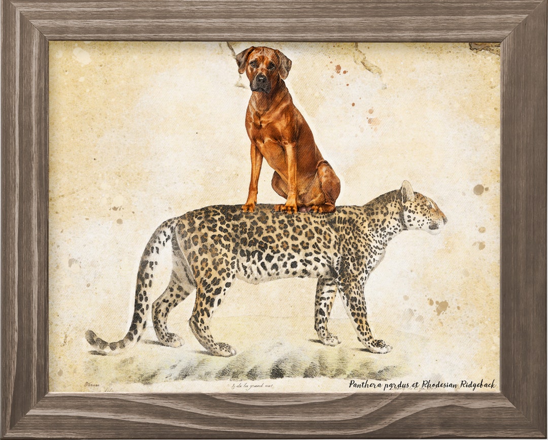 Rhodesian Ridgeback Dog Riding Leopard Art Vintage Print Ad (CANVAS ...
