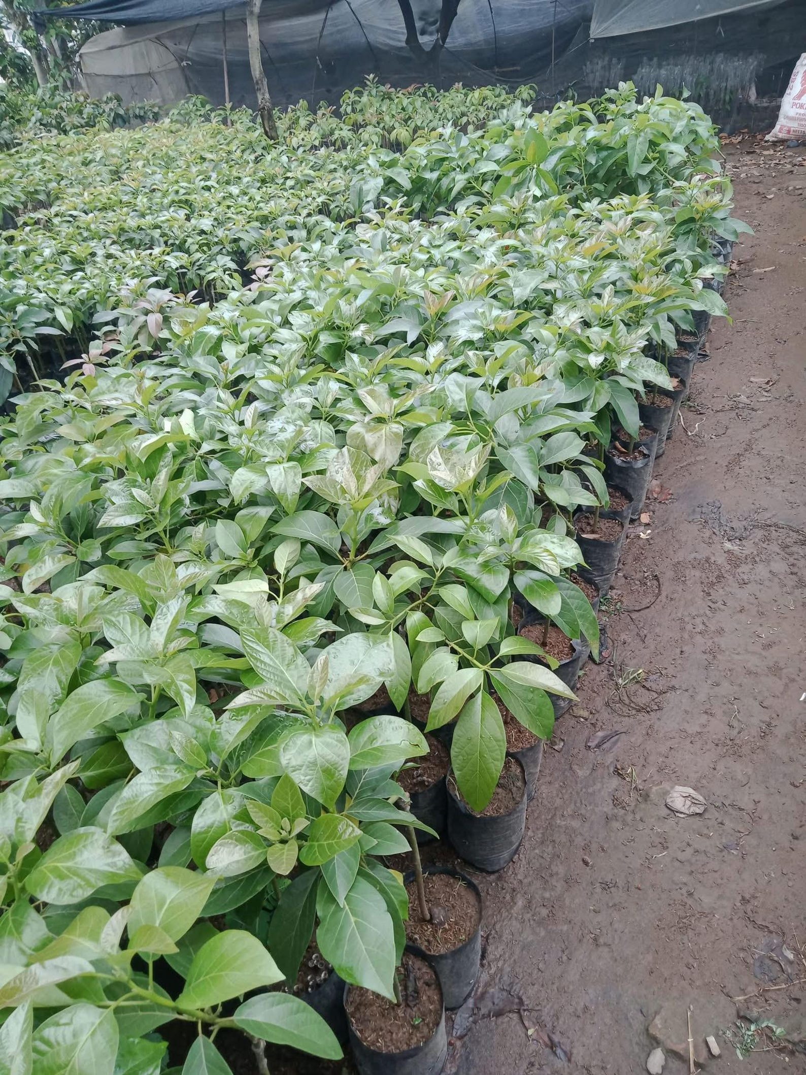 Markus Grafted Avocado Tree – Fast Fruiting Tropical Plant - Etsy
