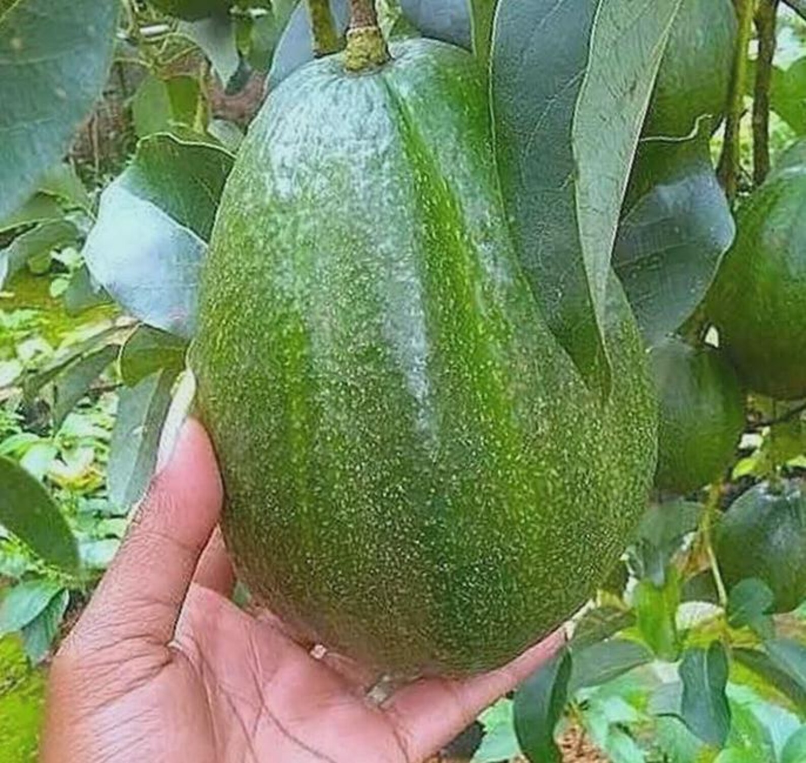 Markus Grafted Avocado Tree – Fast Fruiting Tropical Plant - Etsy