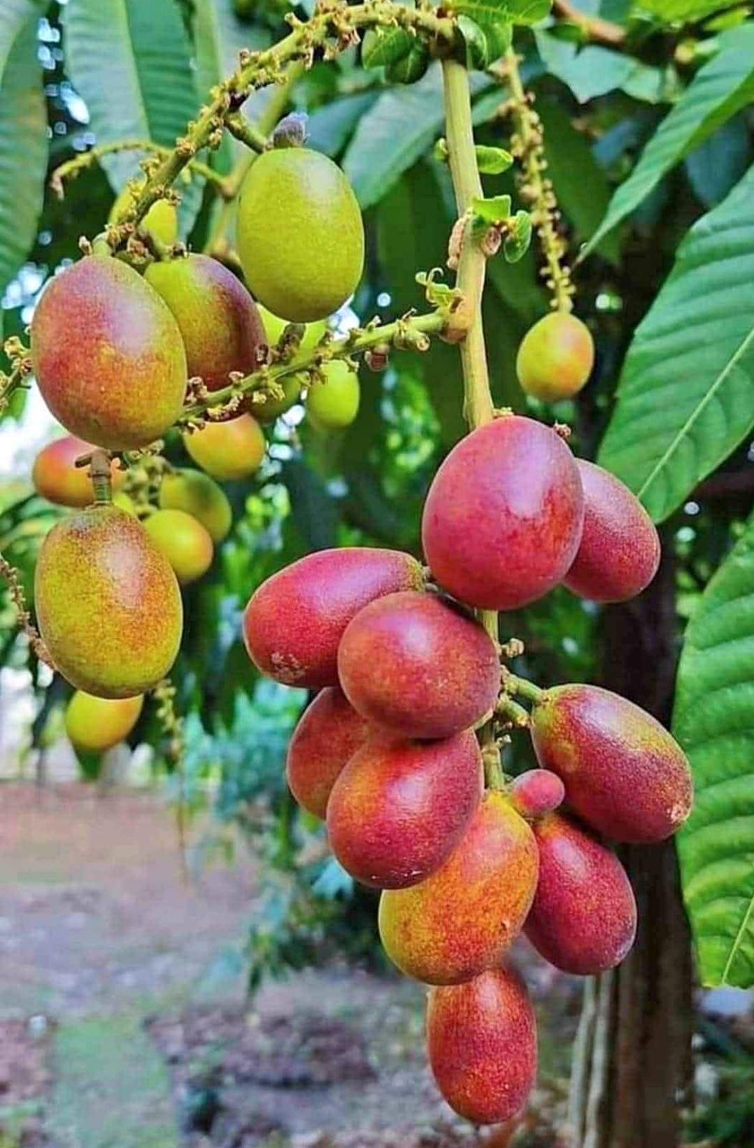 Red King Matoa Grafted Seedling | Rare Tropical Fruit Tree - Etsy