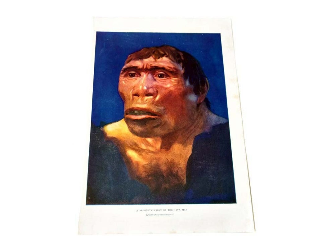 Picture of Java Man, A Reconstruction of Java Man, Homo Erectus ...
