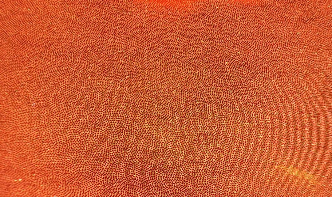 4-way Stretch Orange Mystique Spandex Swimsuits Dance Fabric by the ...