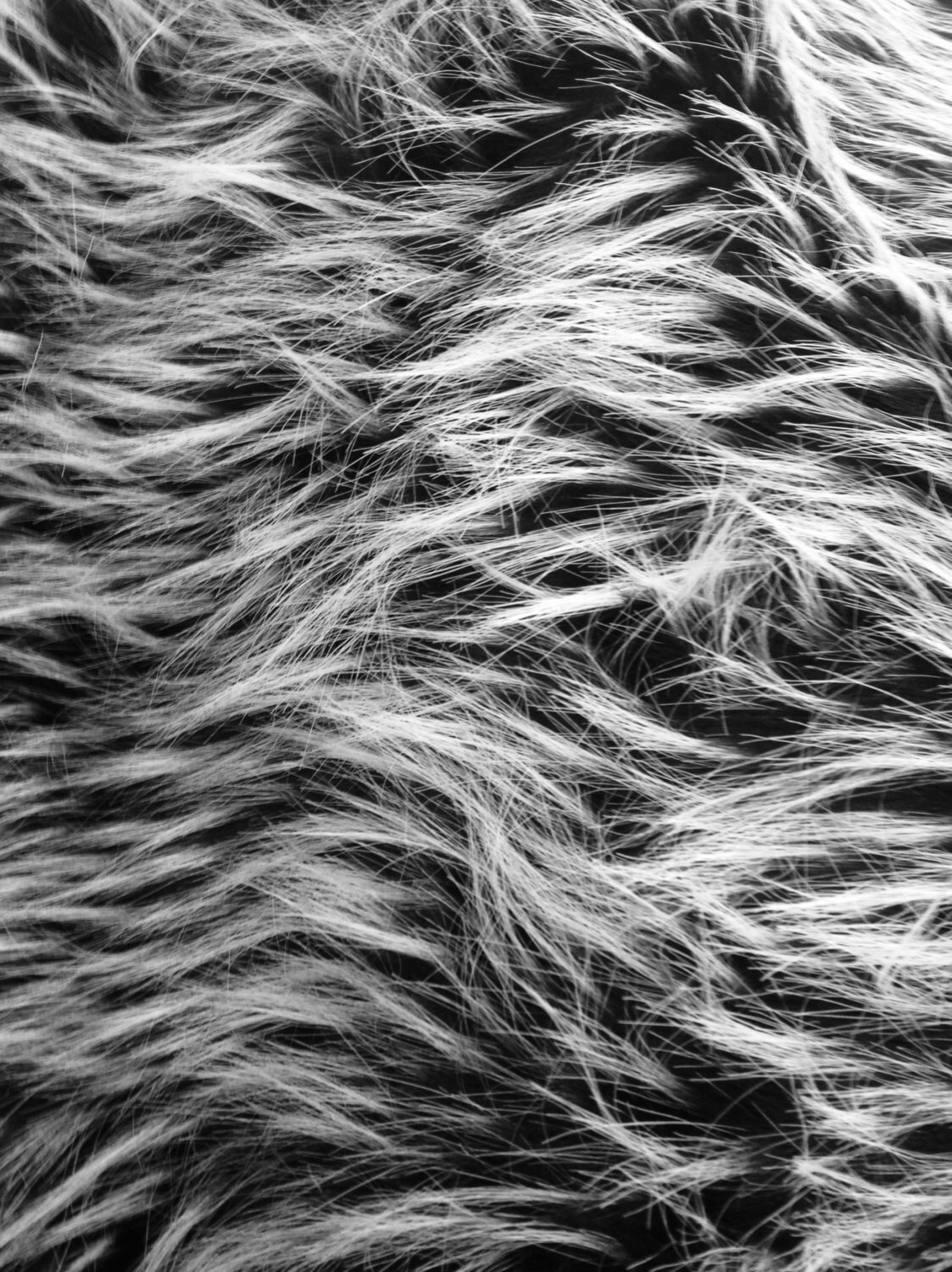 Black Wolf Fur Texture
