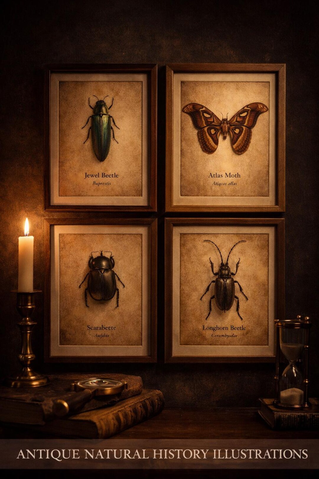 Vintage Insect Prints Set | Dark Academia Entomology Wall Art - Etsy