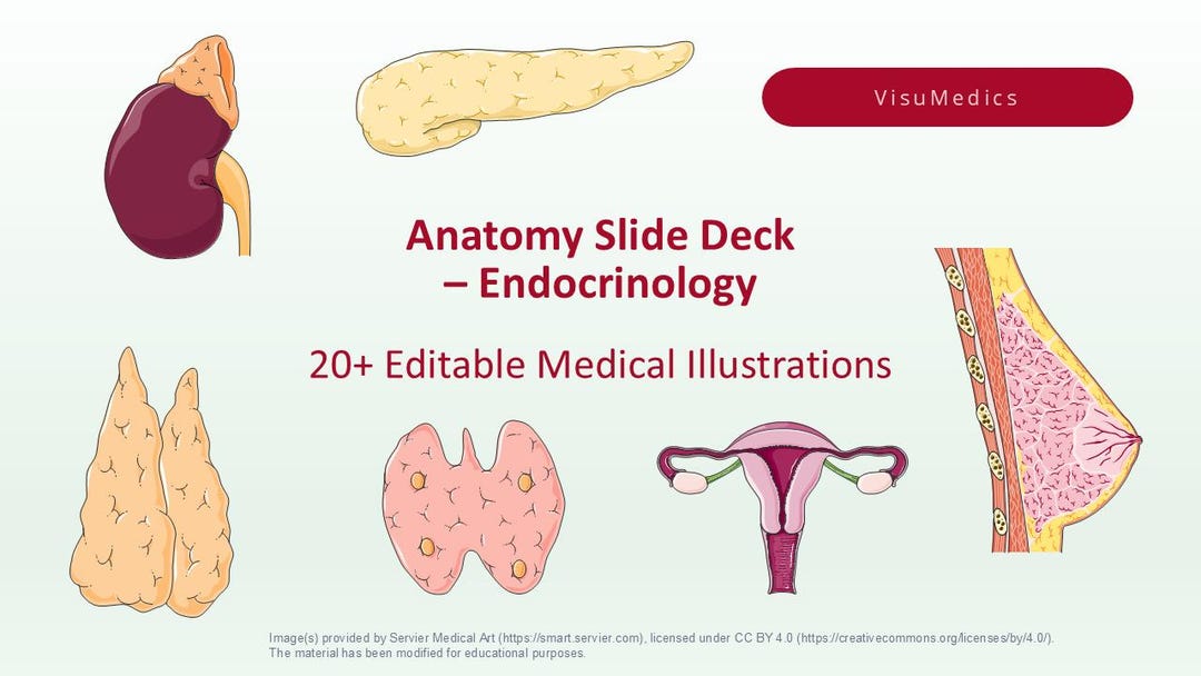 Anatomie PowerPoint Vorlage – Endokrinology | 20+ editierbare ...