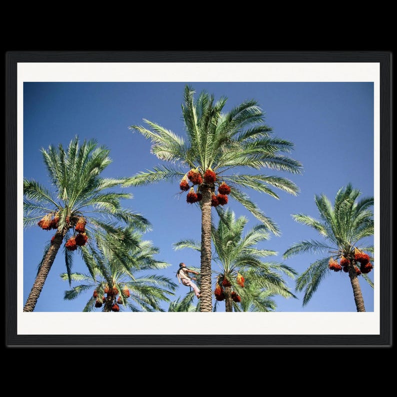 The Palm Trees in Wadi Gaza | Palestine Nature Poster, Gaza Landscape ...