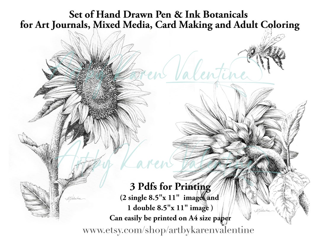 Hand Drawn, Ink Drawing of 2 Different Sunflowers for Mixed Media ...