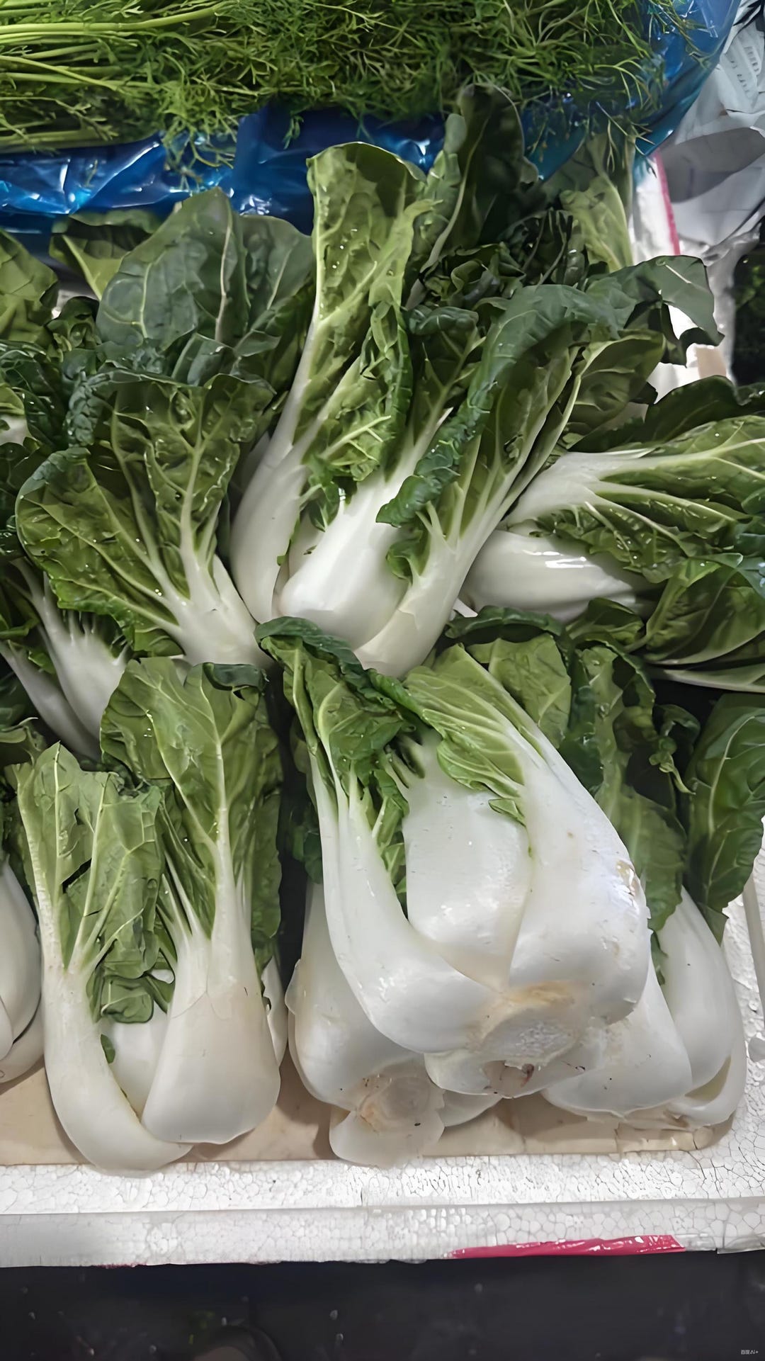 Toy Choy Cabbage Seeds | Milky Cabbage | Heirloom Vegetable | Non-gmo ...