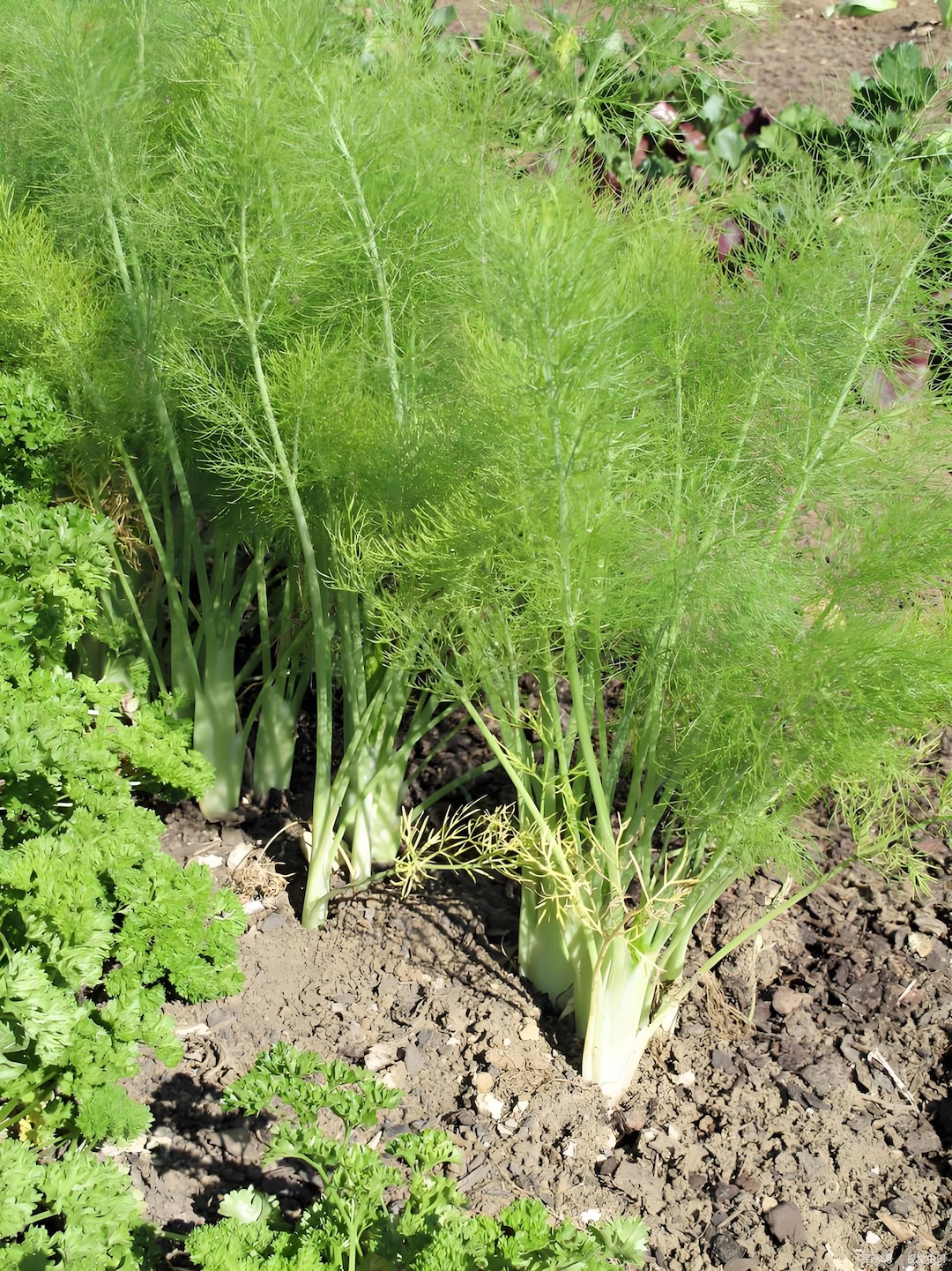 Sweet Fennel Seeds | Organic Whole | Heirloom Vegetable | Non-gmo ...