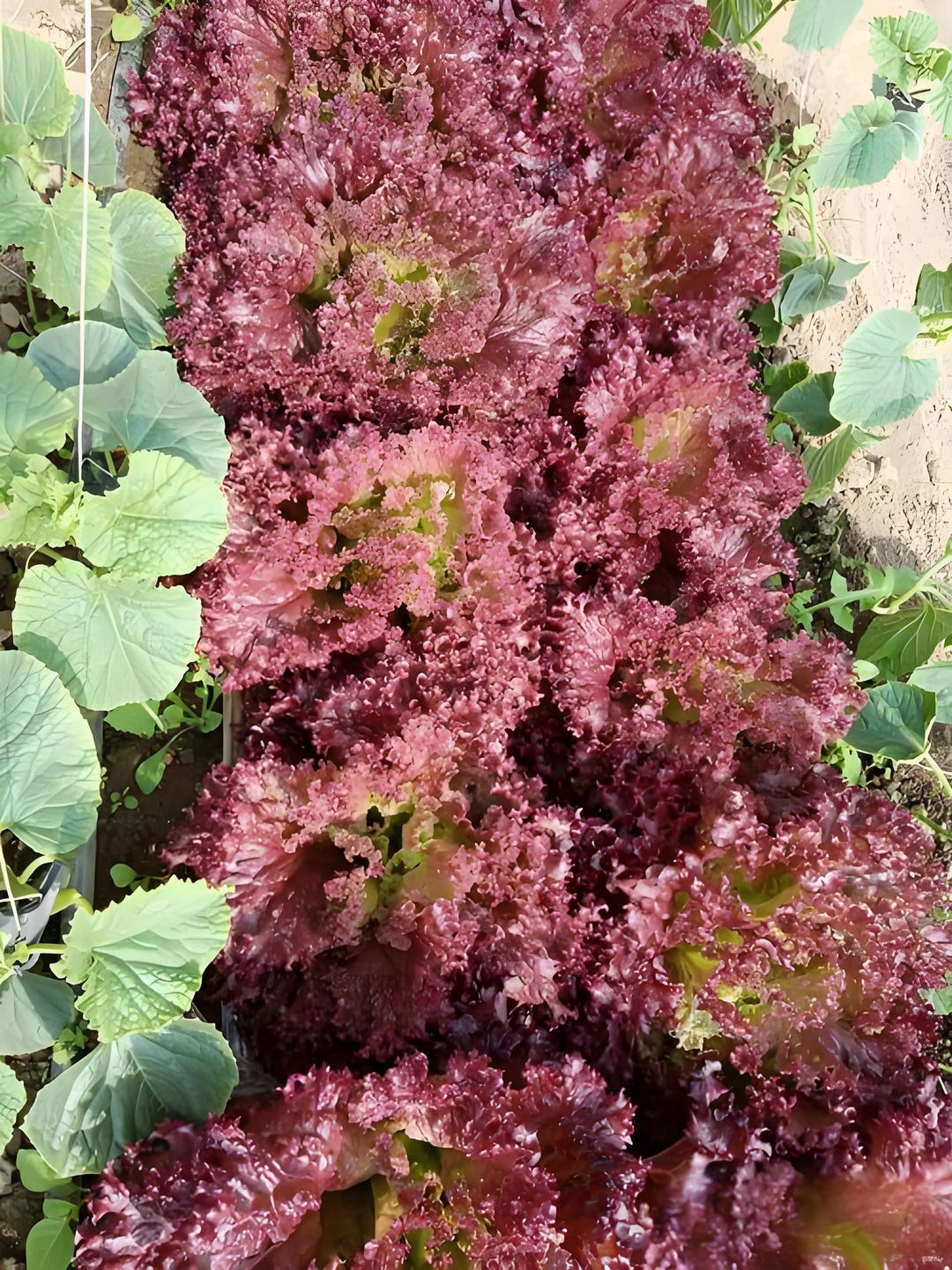 Purple Leaves Lettuce Seeds | Ruby Leaf Lettuce Heirloom | Heirloom ...