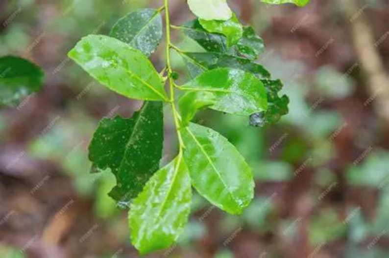 15 Ilex Paraguariensis - Yerba De Mate Seeds - Etsy