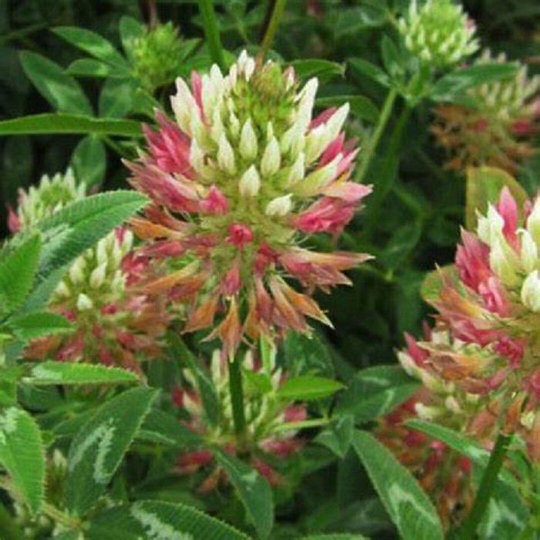 Arrowleaf Clover Seeds, 1 Lb- Food Plot Seeds - Etsy