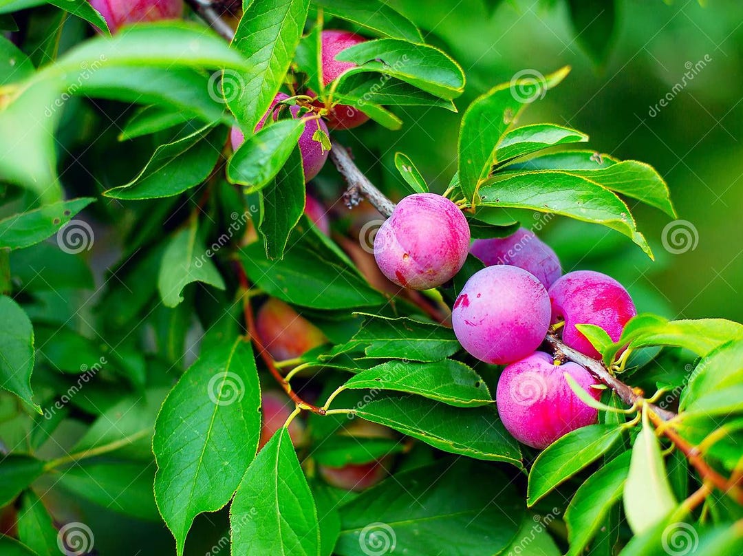 7 American Plum Seeds - Etsy