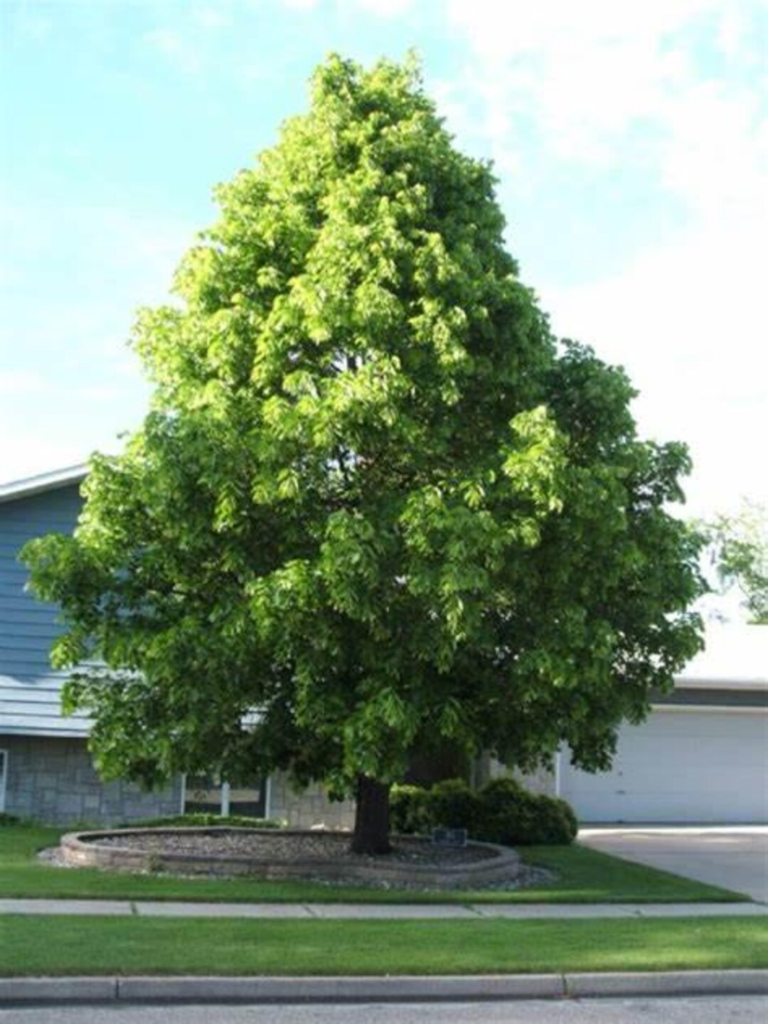 5 American Linden Tree Seeds - Etsy