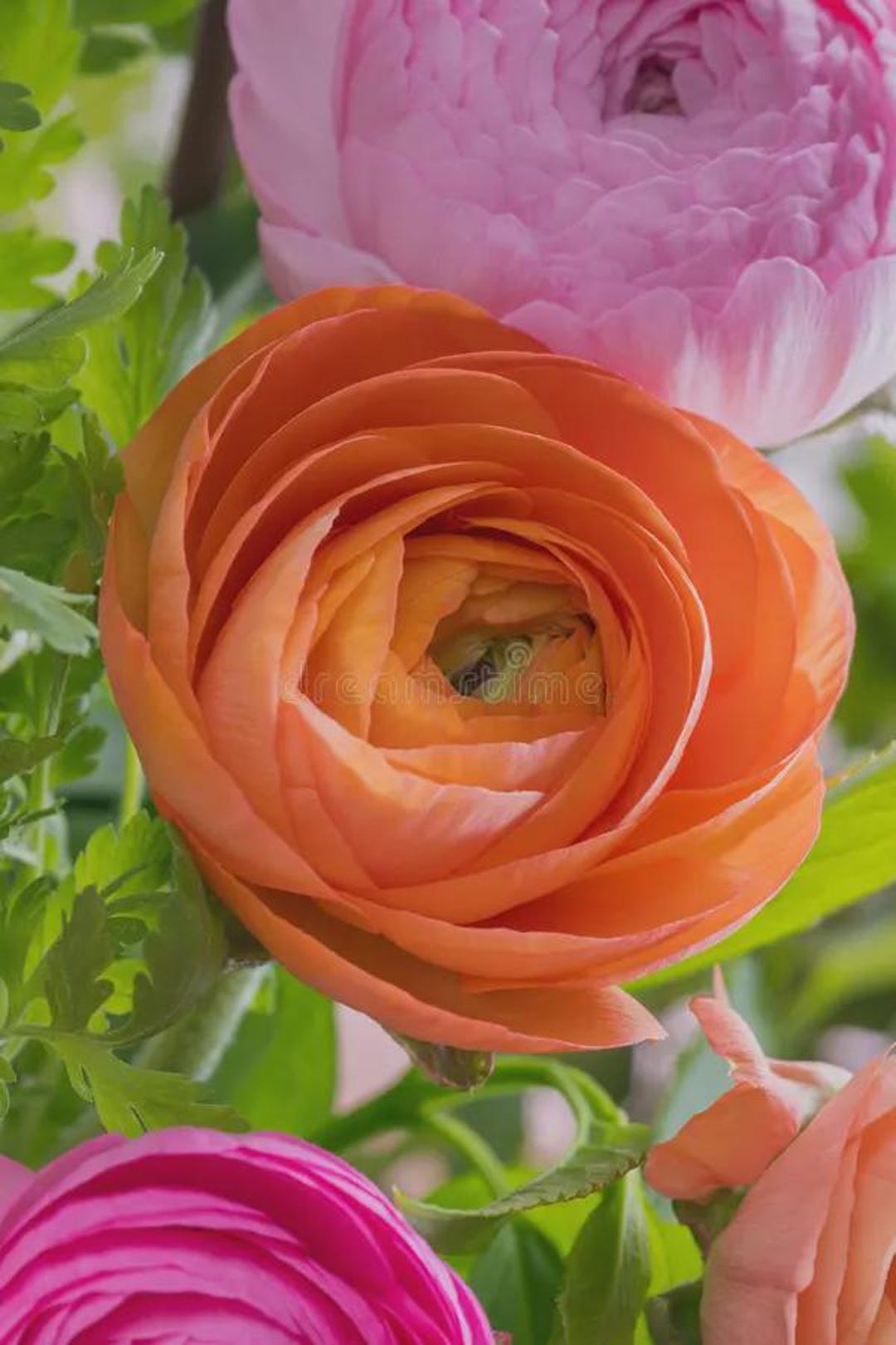 20 Ranunculus Assorted Color Flower Bulbs - Etsy