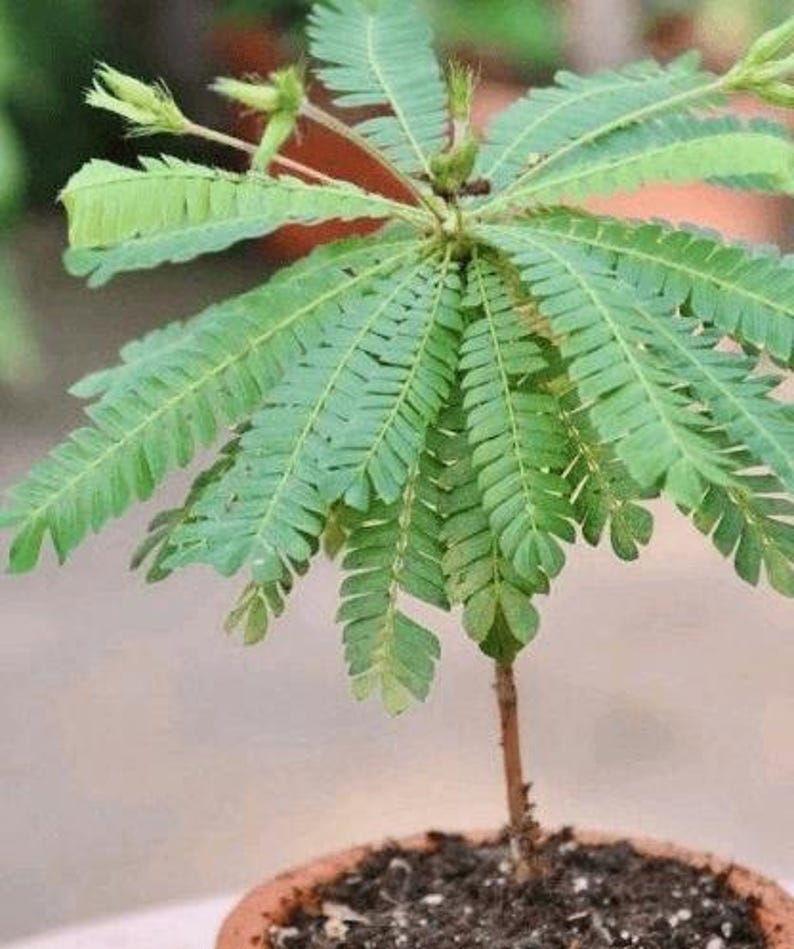 Biophytum Sp. Ecuador - Seeds - Etsy