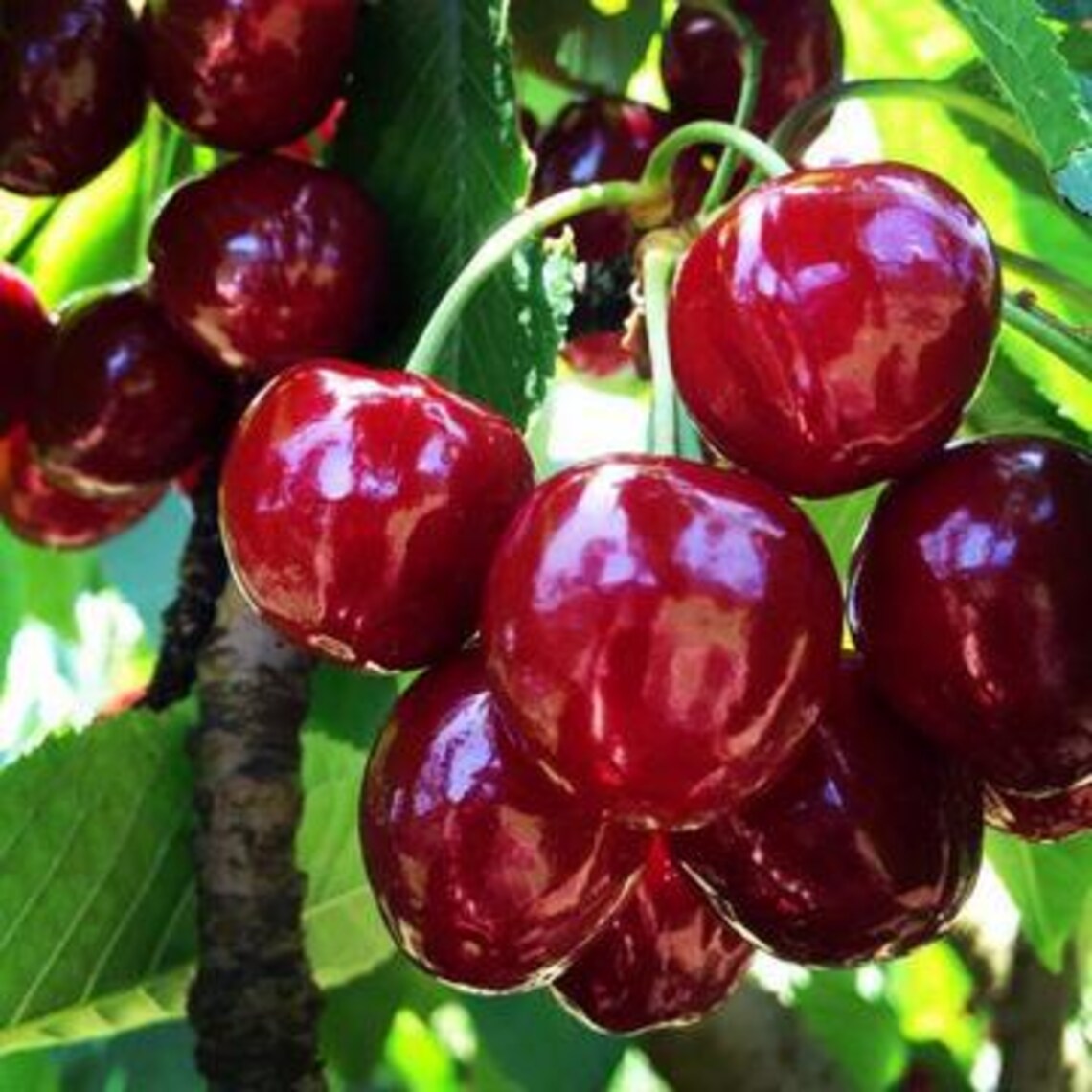 20+ Cherry Tree Seeds – Non-gmo Heirloom Fruit - Etsy