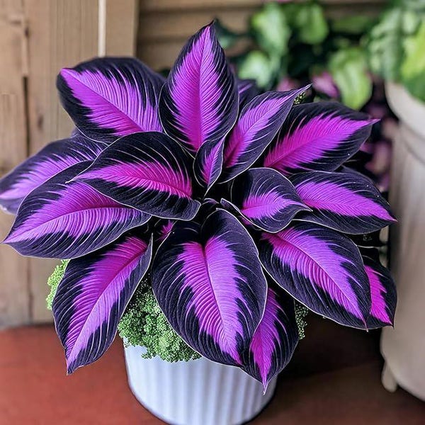 Purple Hosta Plant - Etsy