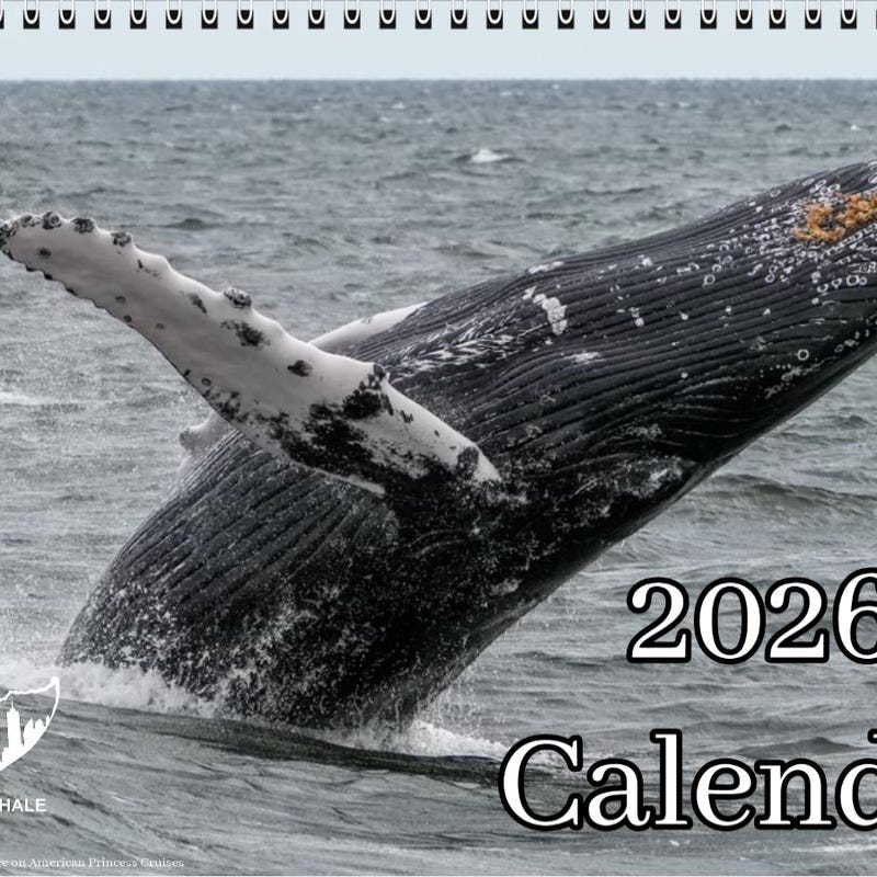 Ocean Wildlife Calendars - Etsy
