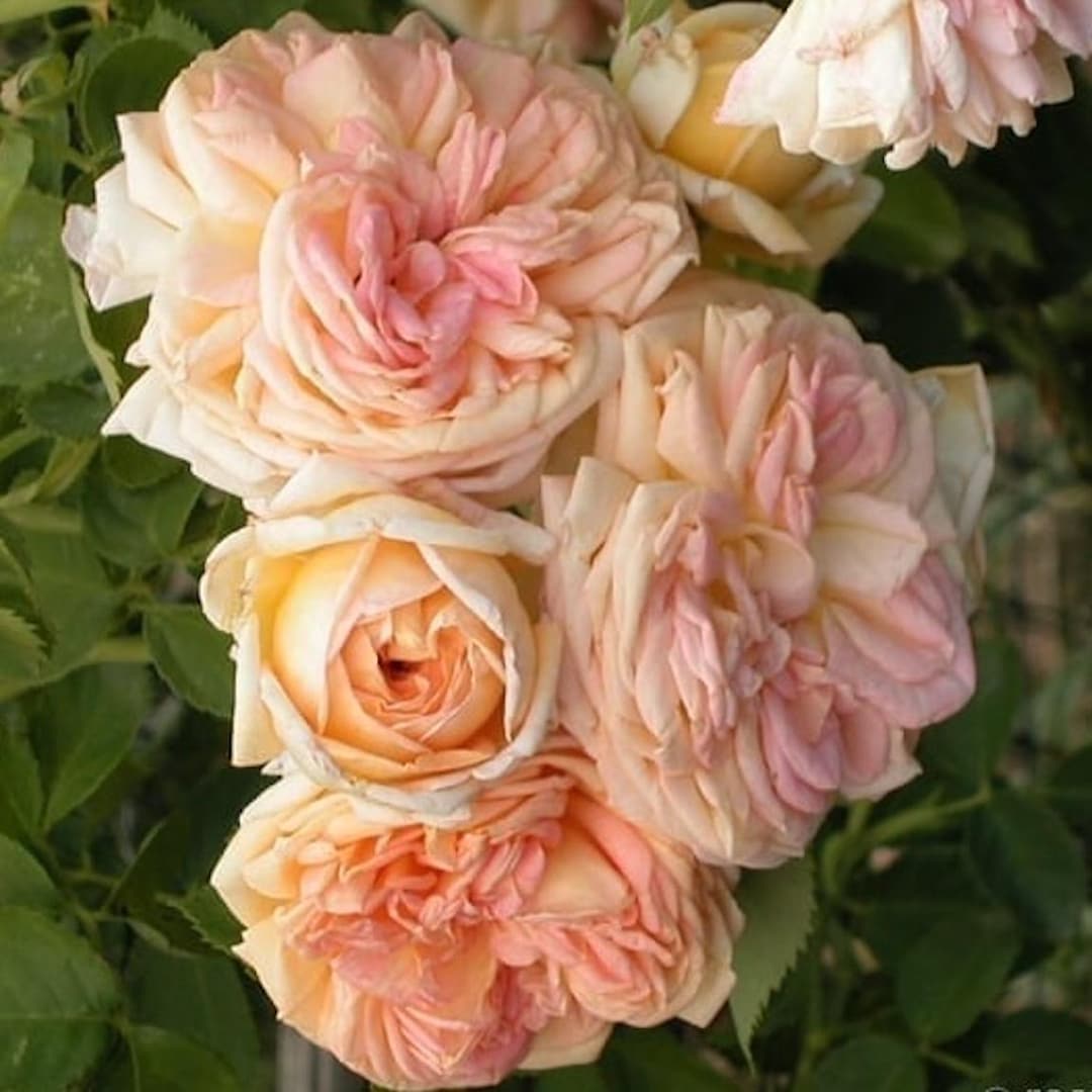 Alchymist Climbing Rose | Strong Fragrance, Quartered Petals | Own-root ...